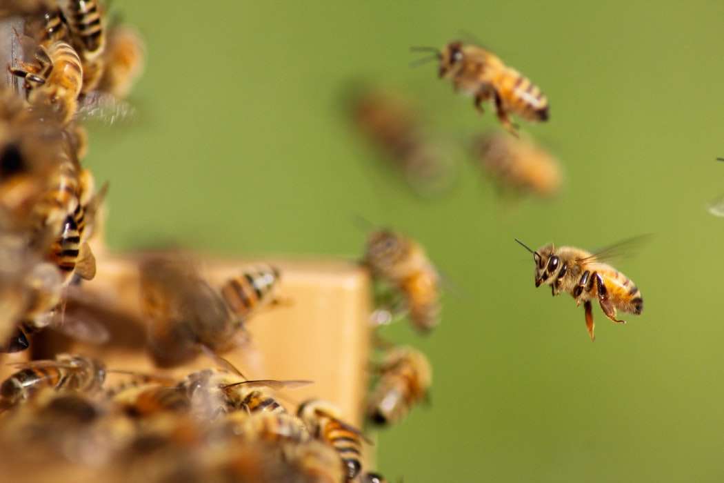 Starting Out Small with Raising Bees - Pleasant Stone Farm